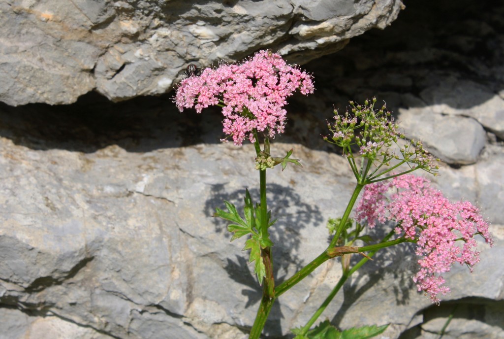 enhanced flower with rock | STiLLPOINT PSYCHOLOGICAL SERVICES